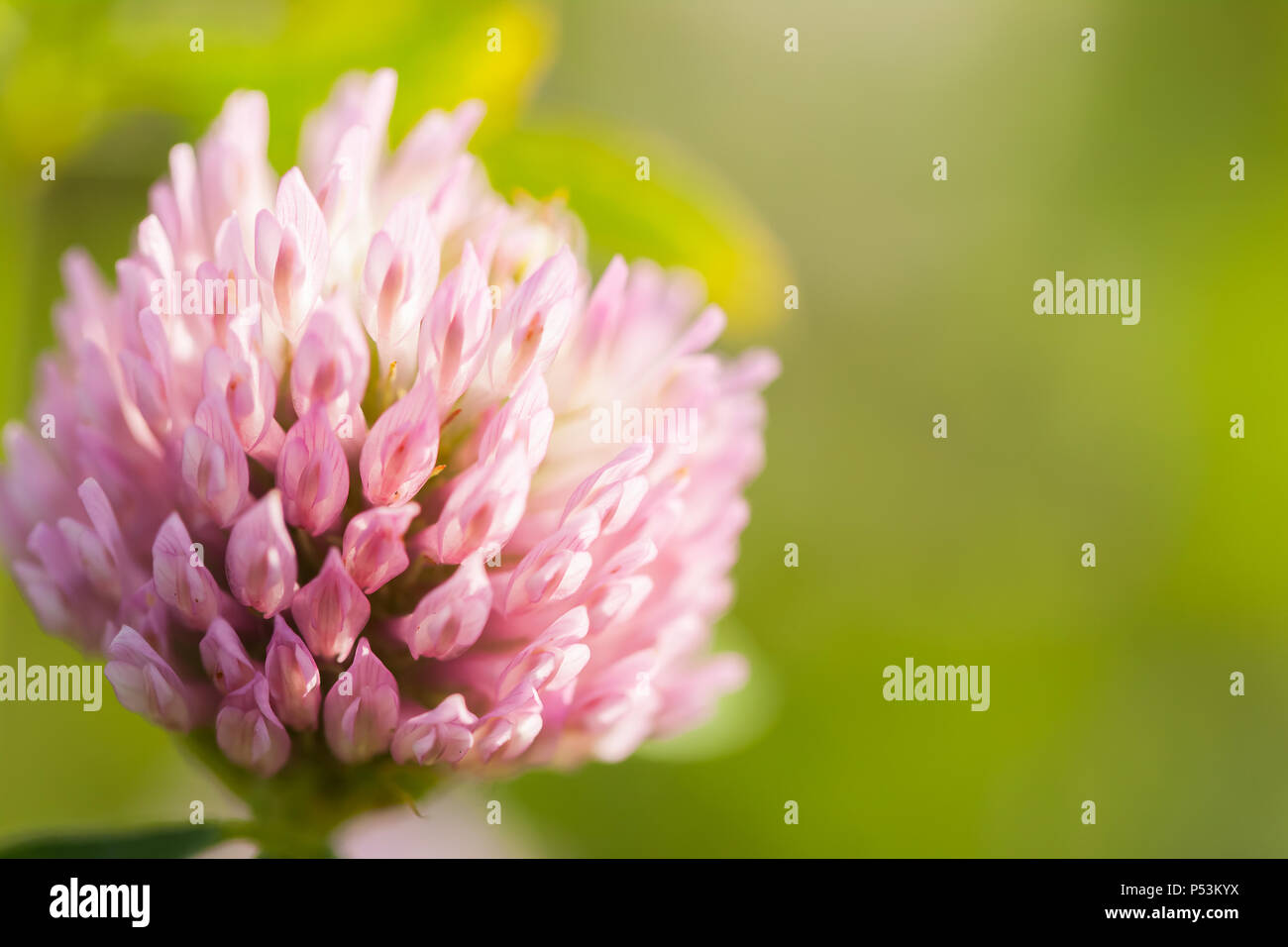 Flower large clover on a natural background of green grass Stock Photo ...