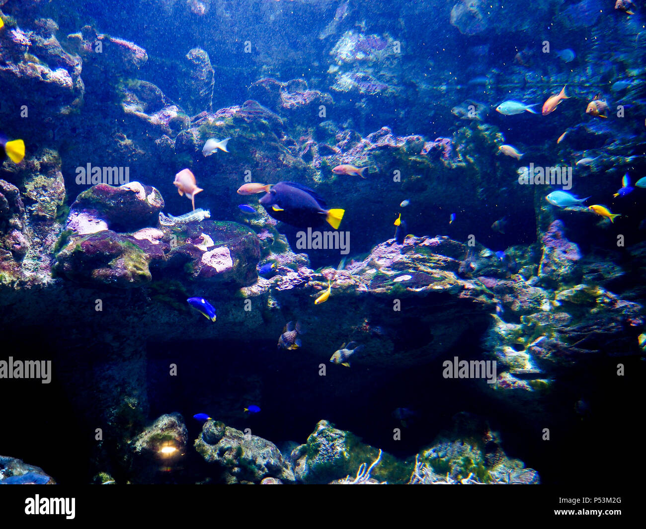 fish swimming against blue abstract background.Many colorful fish Stock ...