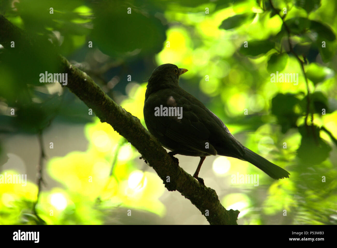 Bird in a tree Stock Photo - Alamy