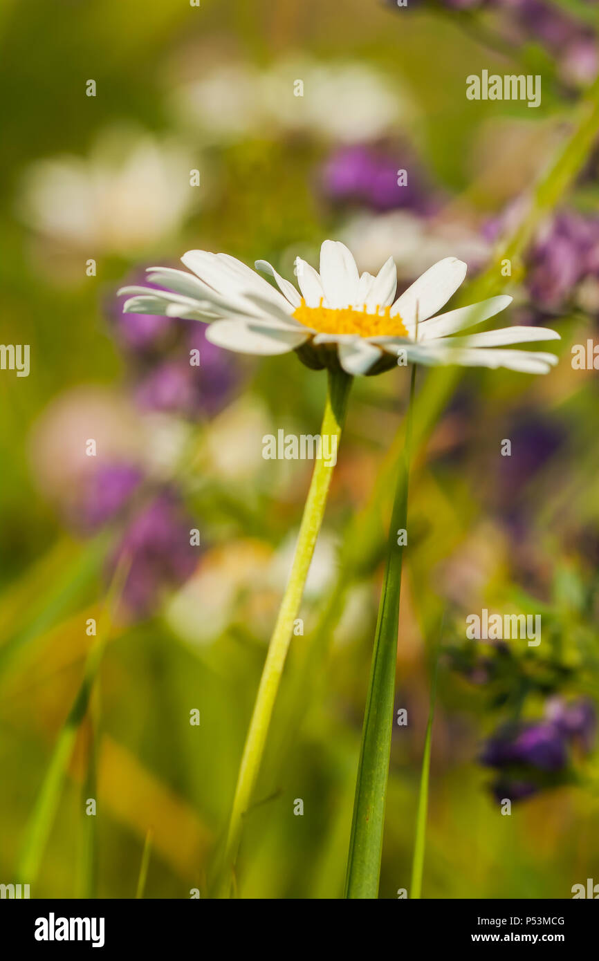 Joy kindness hi-res stock photography and images - Alamy