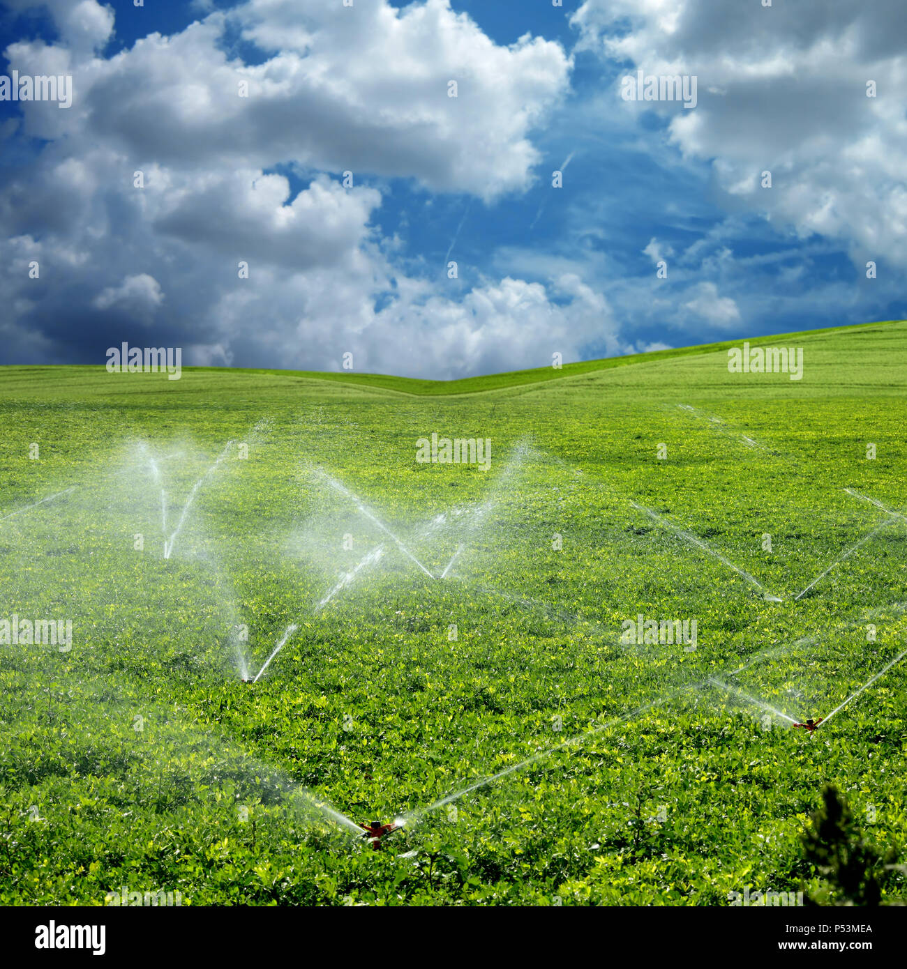 Water sprinkler irrigating vegetable garden hi-res stock photography ...