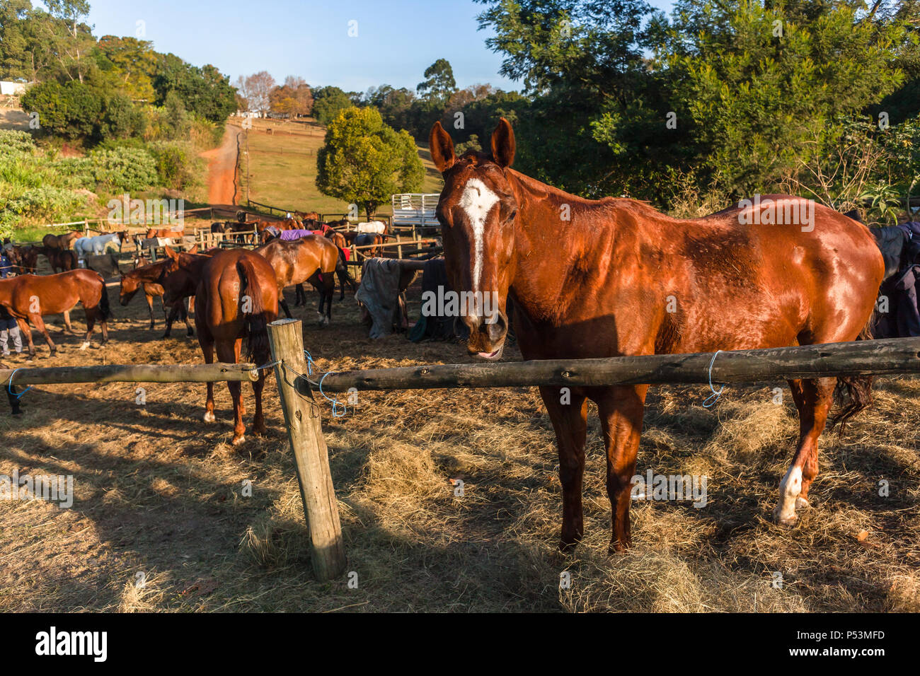 Polo pony horses grouped together in paddocks eating resting end of ...