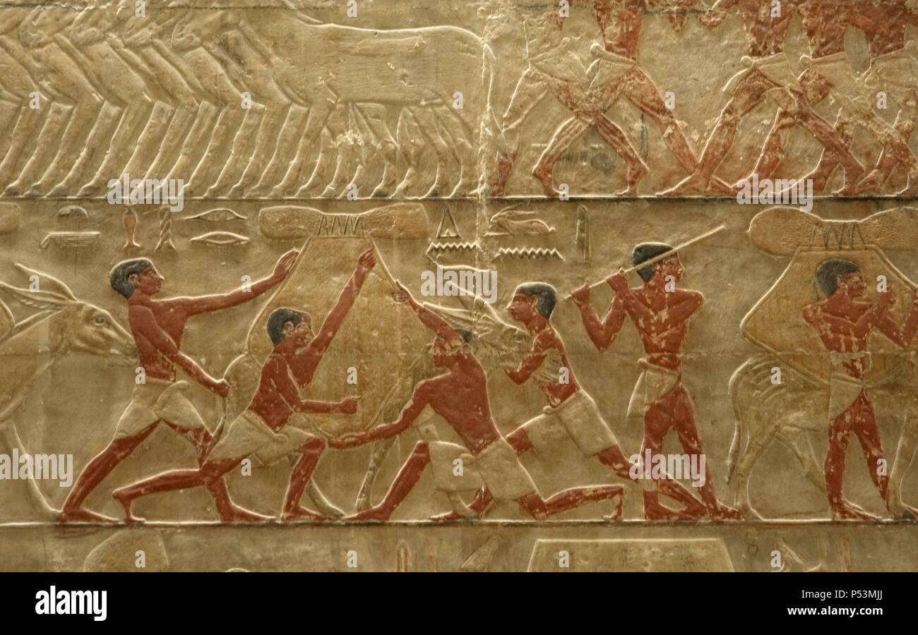 Egypt. Saqqara. Mastaba of Ti. Relief depicting agricultural scene ...