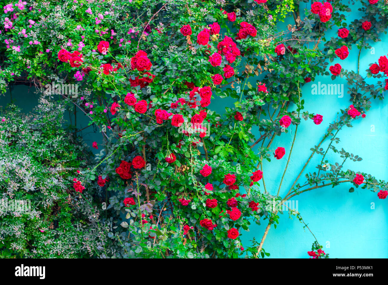 Beautiful red roses on facade at window at old house in street Stock ...