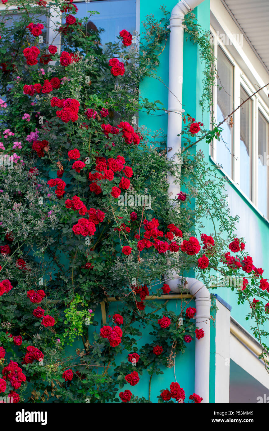 Beautiful red roses on facade at window at old house in street Stock ...