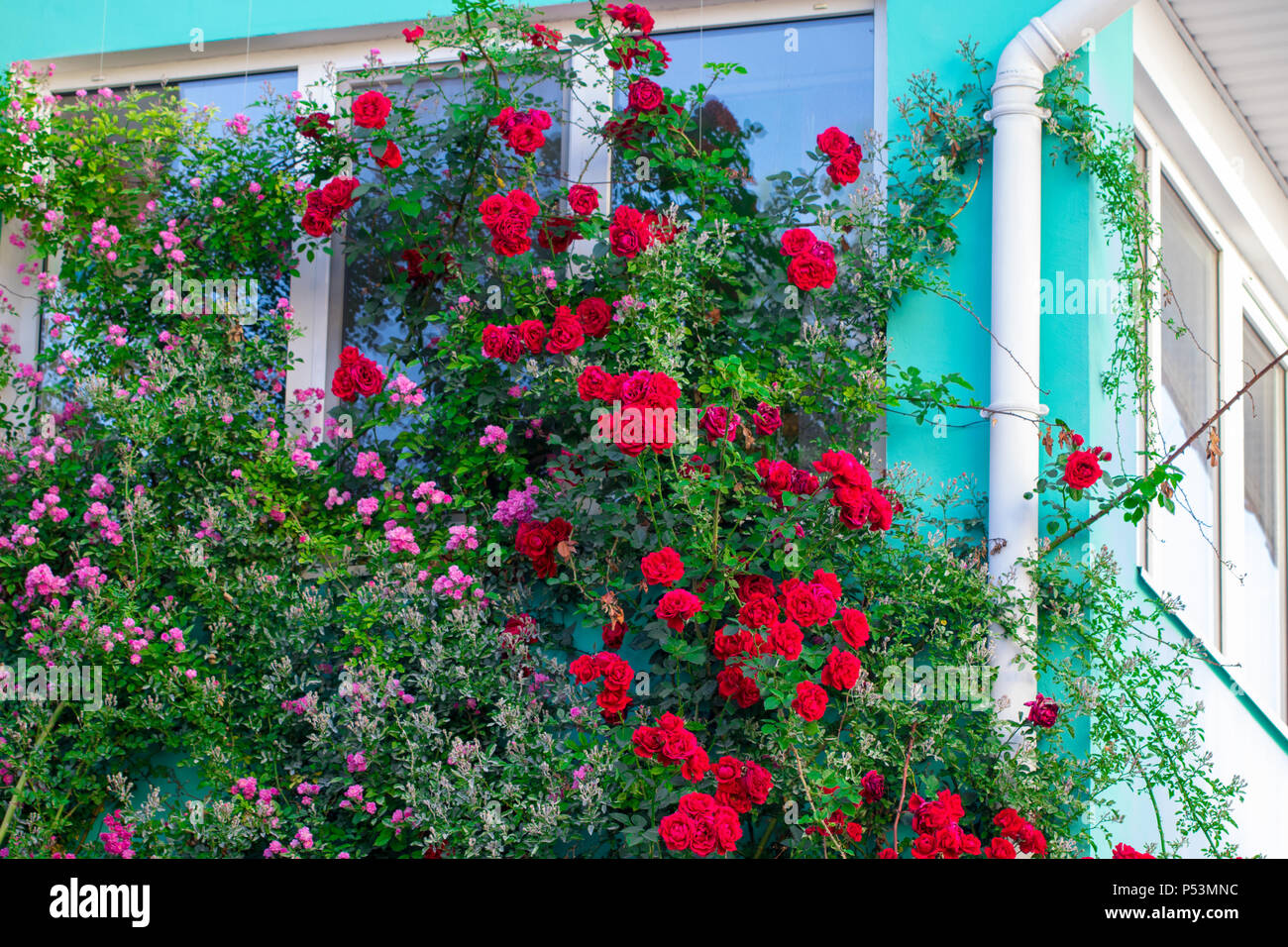 Beautiful red roses on facade at window at old house in street Stock ...