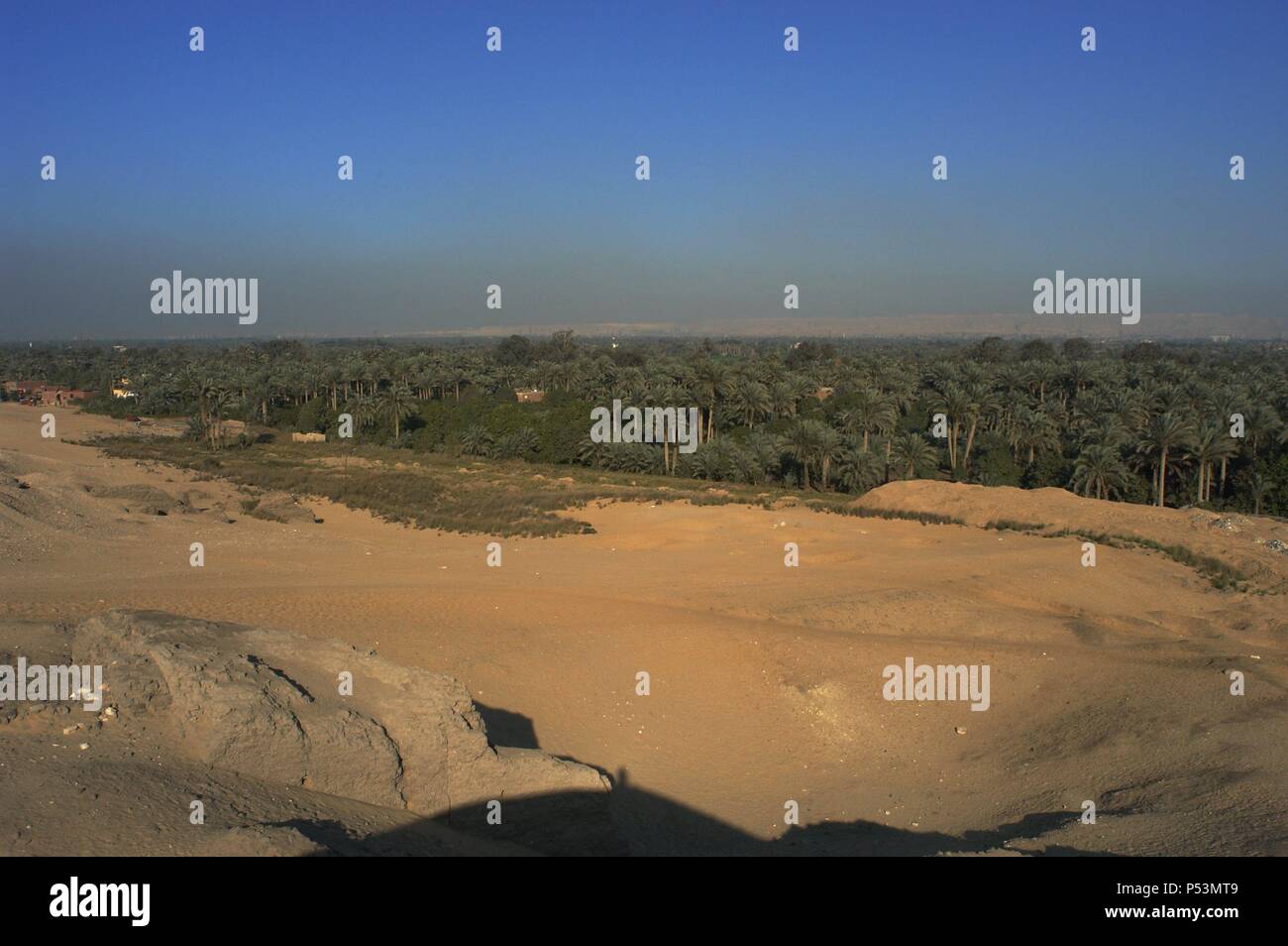 Egypt. Oasis. Palm trees. Around the necropolis of Saqqara Stock Photo ...