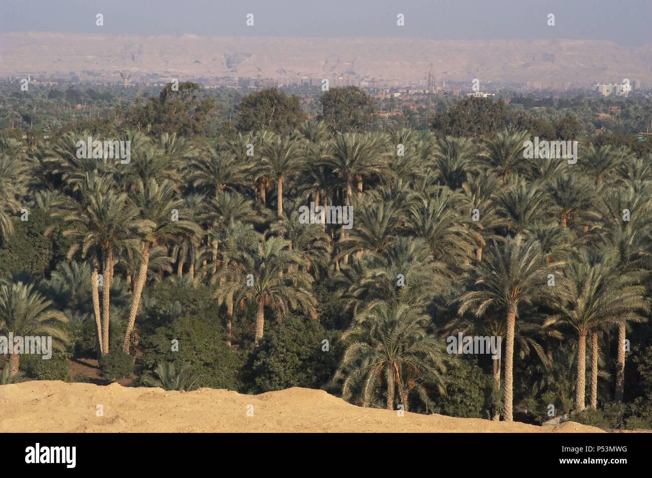 Egypt. Oasis. Palm trees. Around the necropolis of Saqqara Stock Photo ...