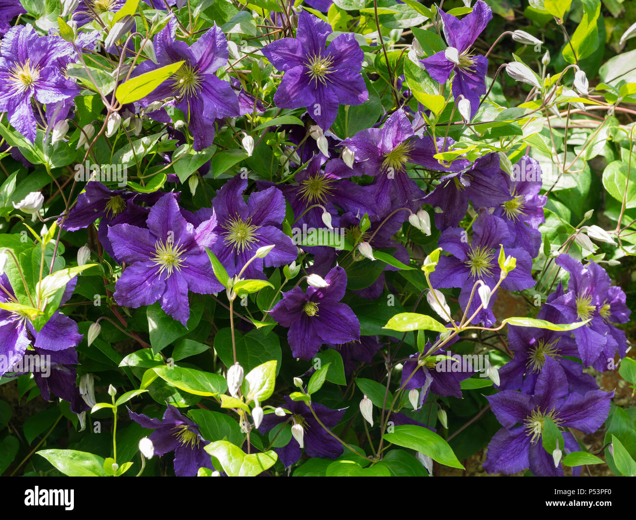Singe blue-violet summer flowers of the hardy climber, Clematis ...
