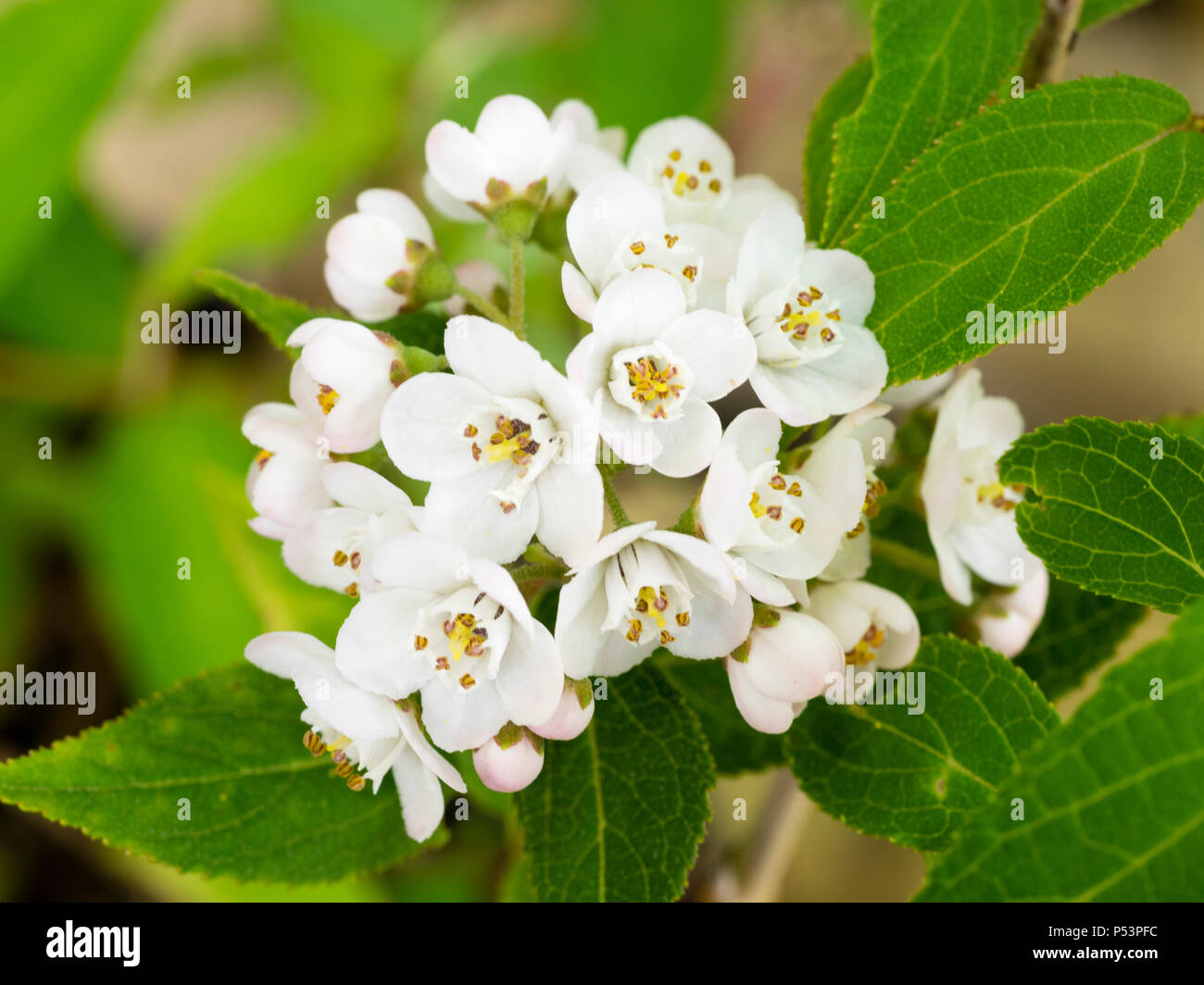 Plant flower white deutzia hi-res stock photography and images - Alamy