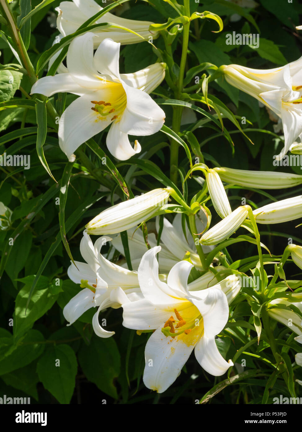 White, summer flowering for, of the trumpet regal lily, Lilium regale ...