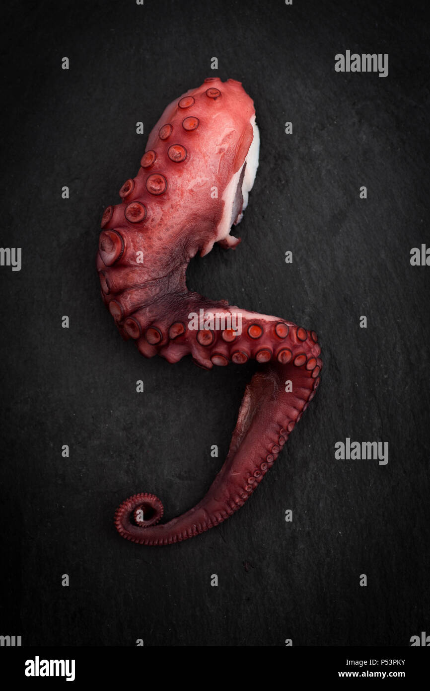Octopus arm hi-res stock photography and images - Alamy