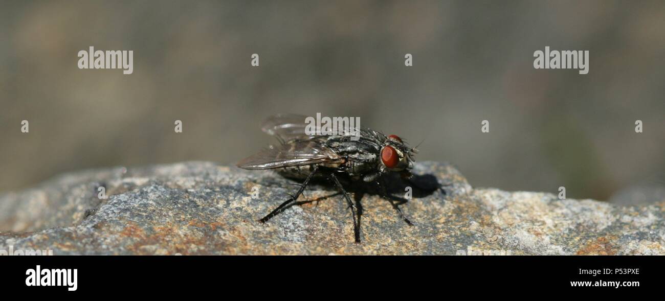 Mosca posada hi-res stock photography and images - Alamy