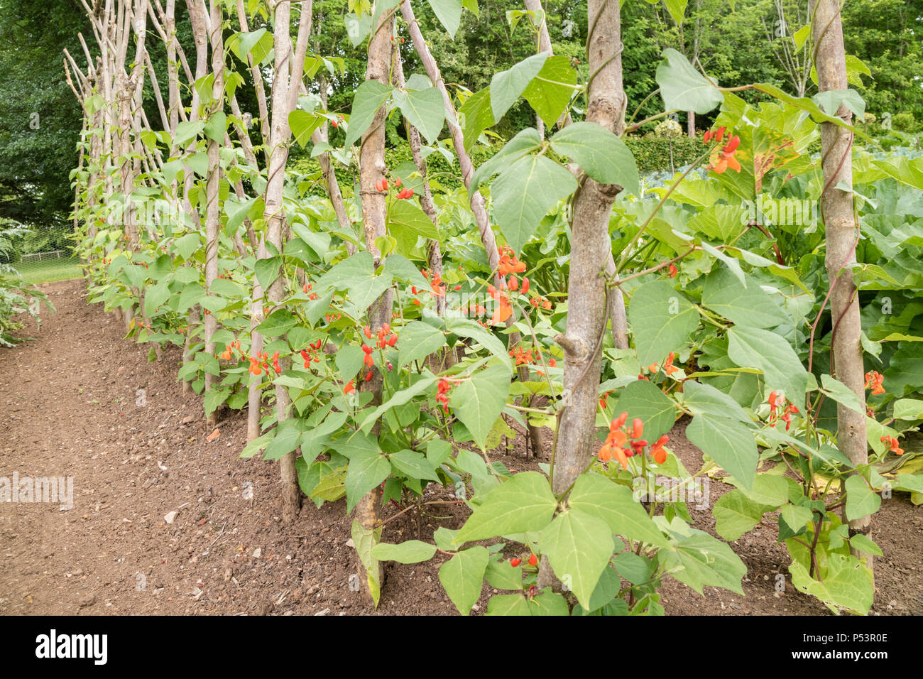 Hazel sticks beans hi-res stock photography and images - Alamy