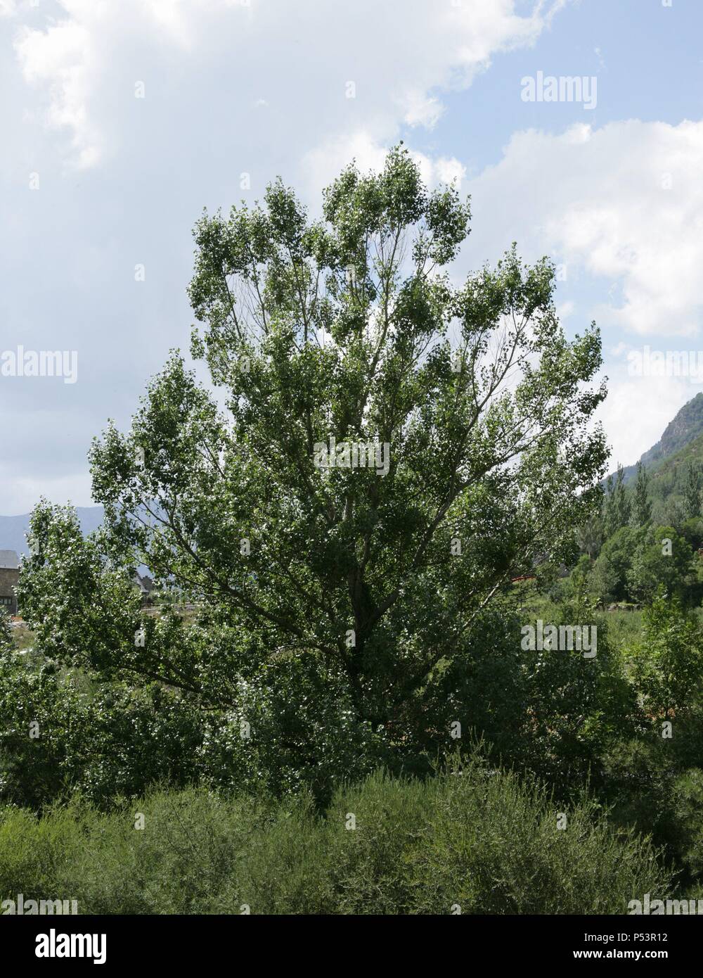 árbol chopo hi-res stock photography and images - Alamy