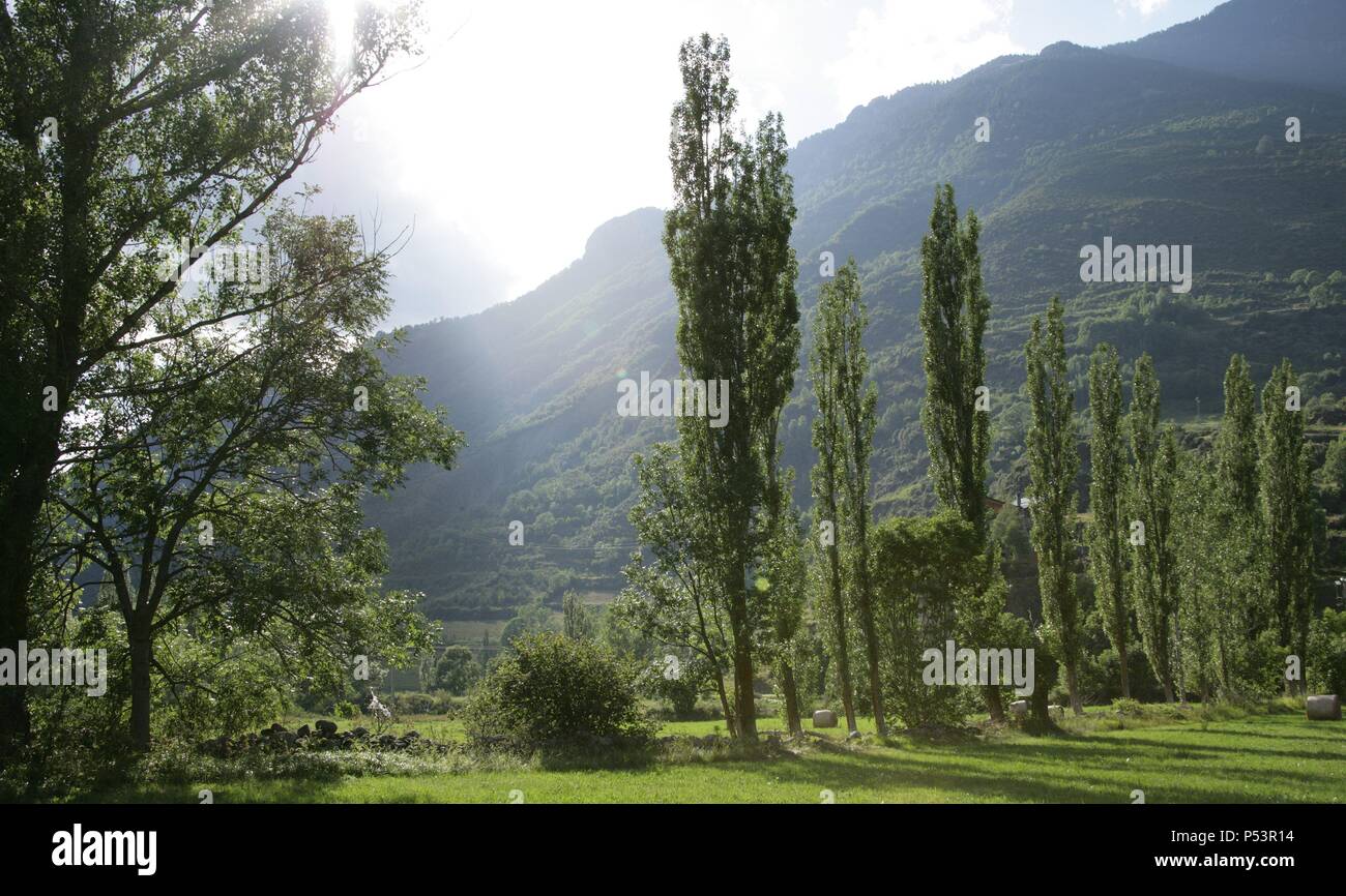 árbol chopo hi-res stock photography and images - Alamy