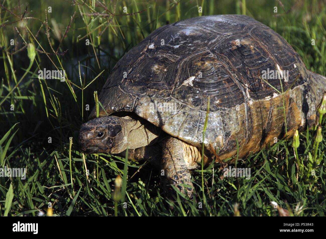Reptil tortuga hi-res stock photography and images - Alamy