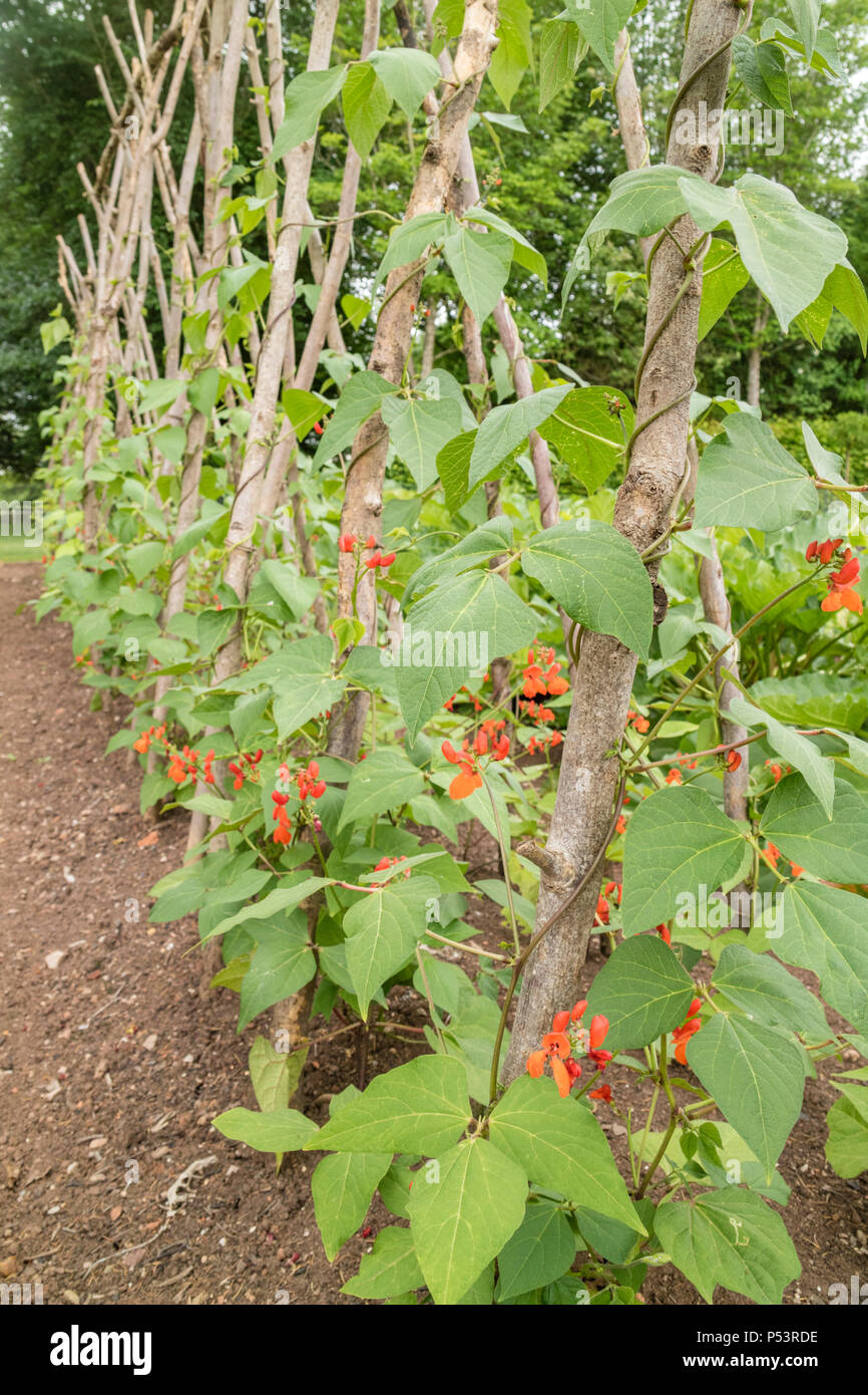 Runner beans with traditional hazel supports on an English allotment ...