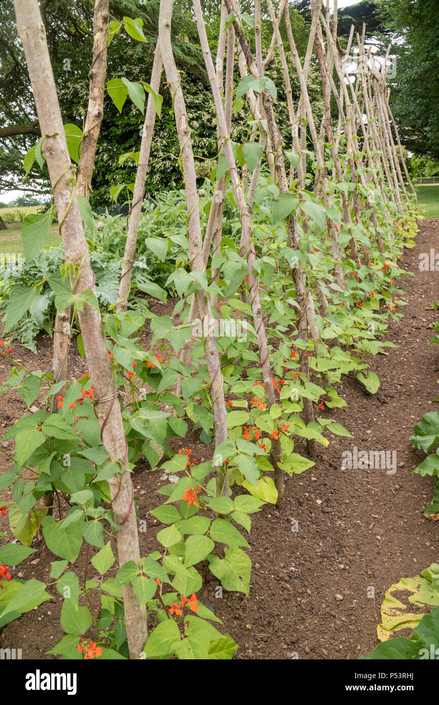 Runner beans with traditional hazel supports on an English allotment ...