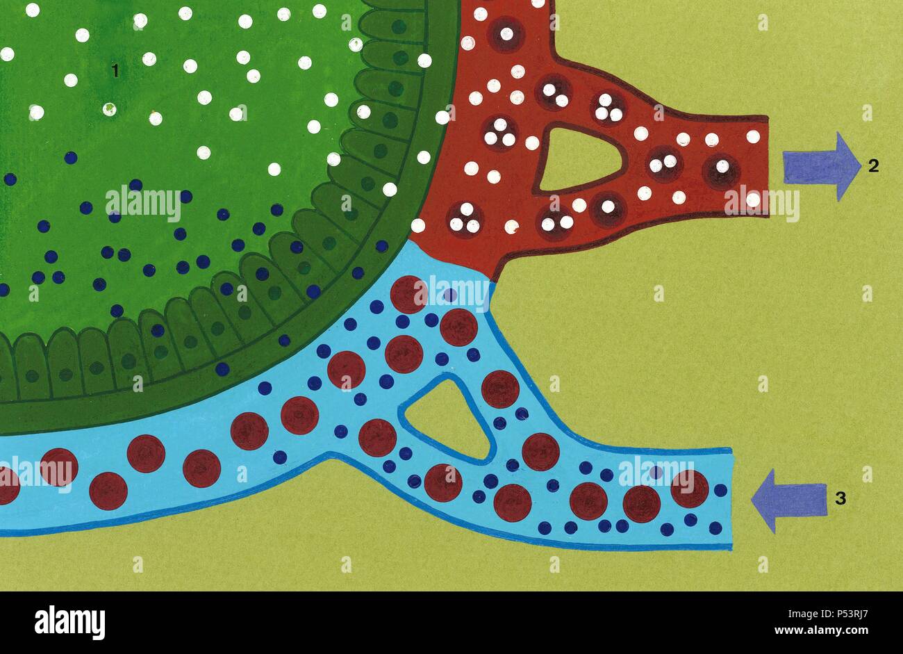Respiratory system. Gas exchange in the lung vesicle. 1. Alveolo 2 ...