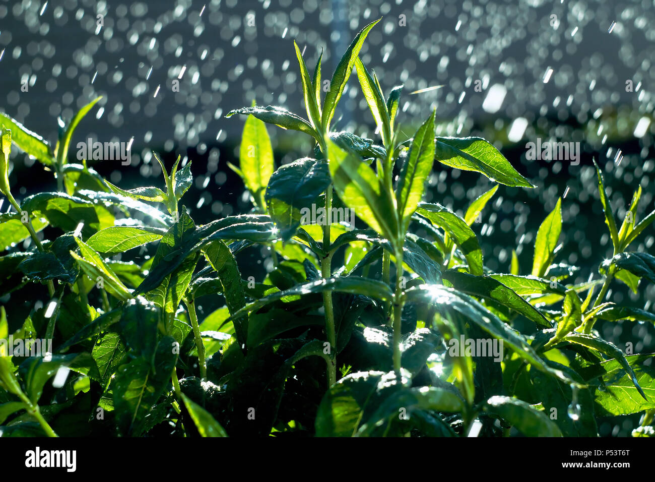 Green iris stems in the rain Stock Photo - Alamy