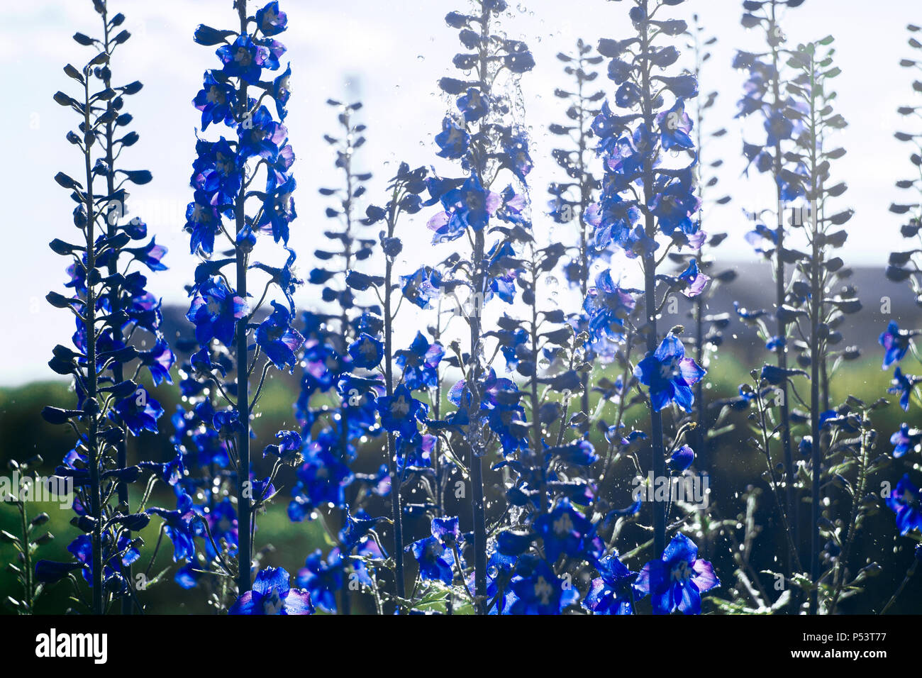 Violet larkspur flowers hi-res stock photography and images - Alamy