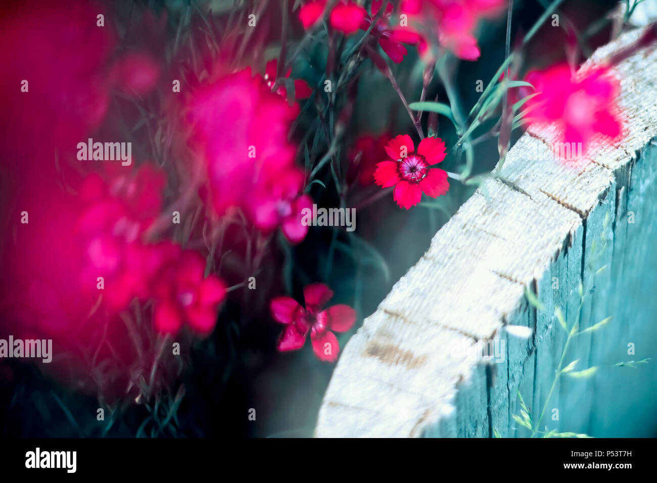 Maiden pink dianthus deltoides hi-res stock photography and images - Alamy