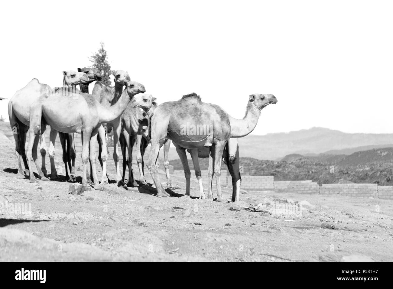 in danakil ethiopia africa in the old market lots of camel ready to ...