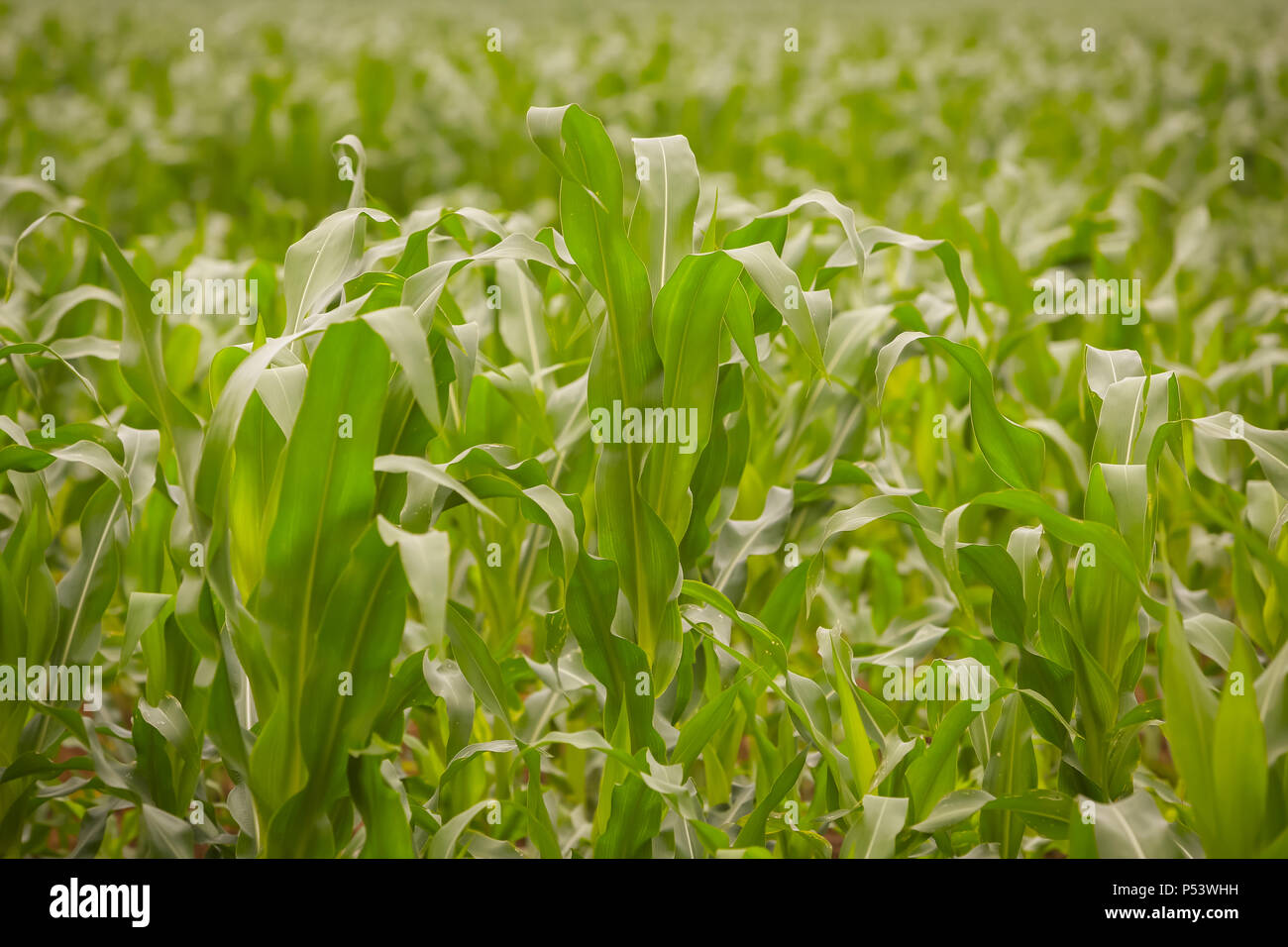 Young corn leaves hi-res stock photography and images - Alamy