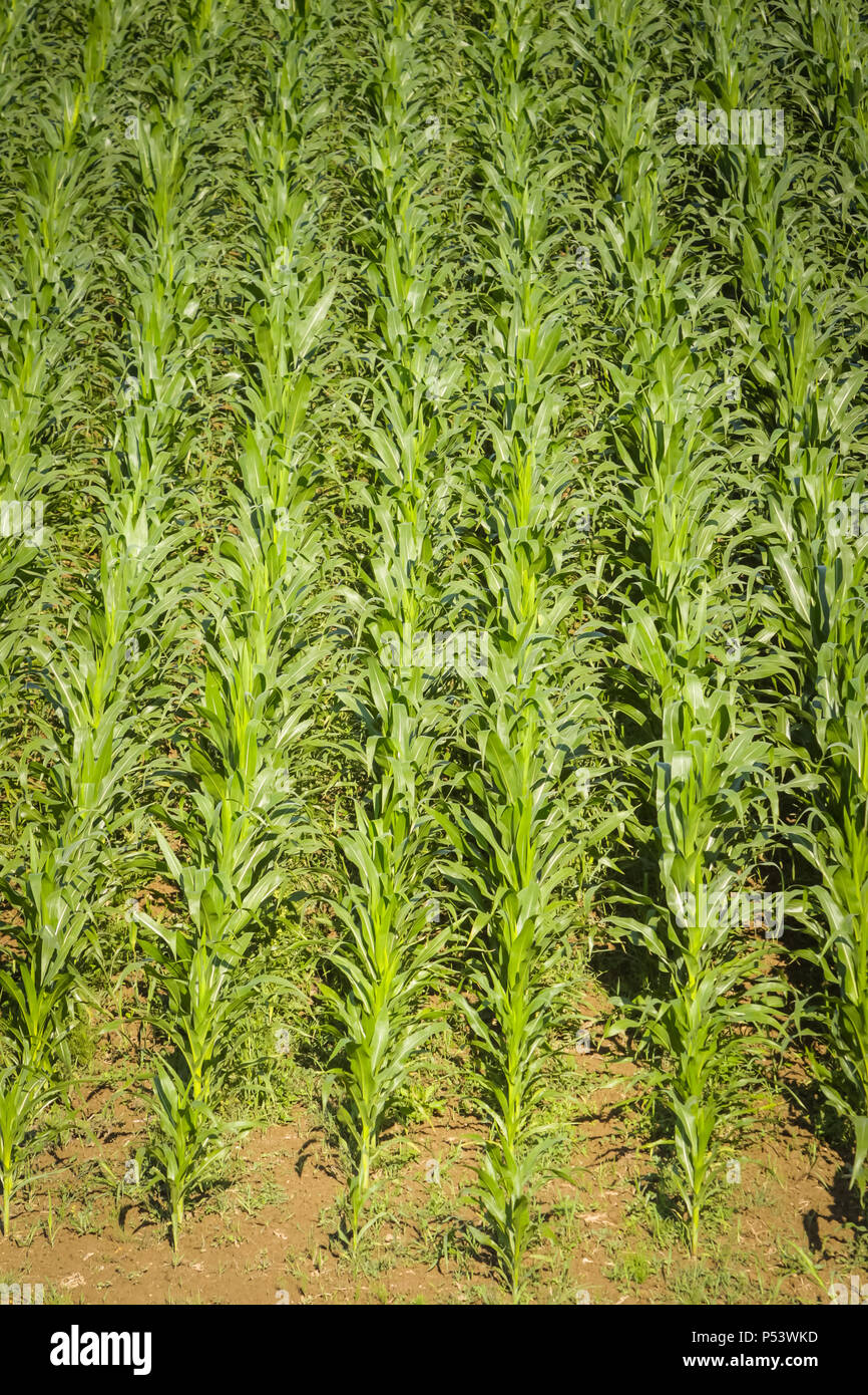 Aerial view of a young corn field Stock Photo - Alamy