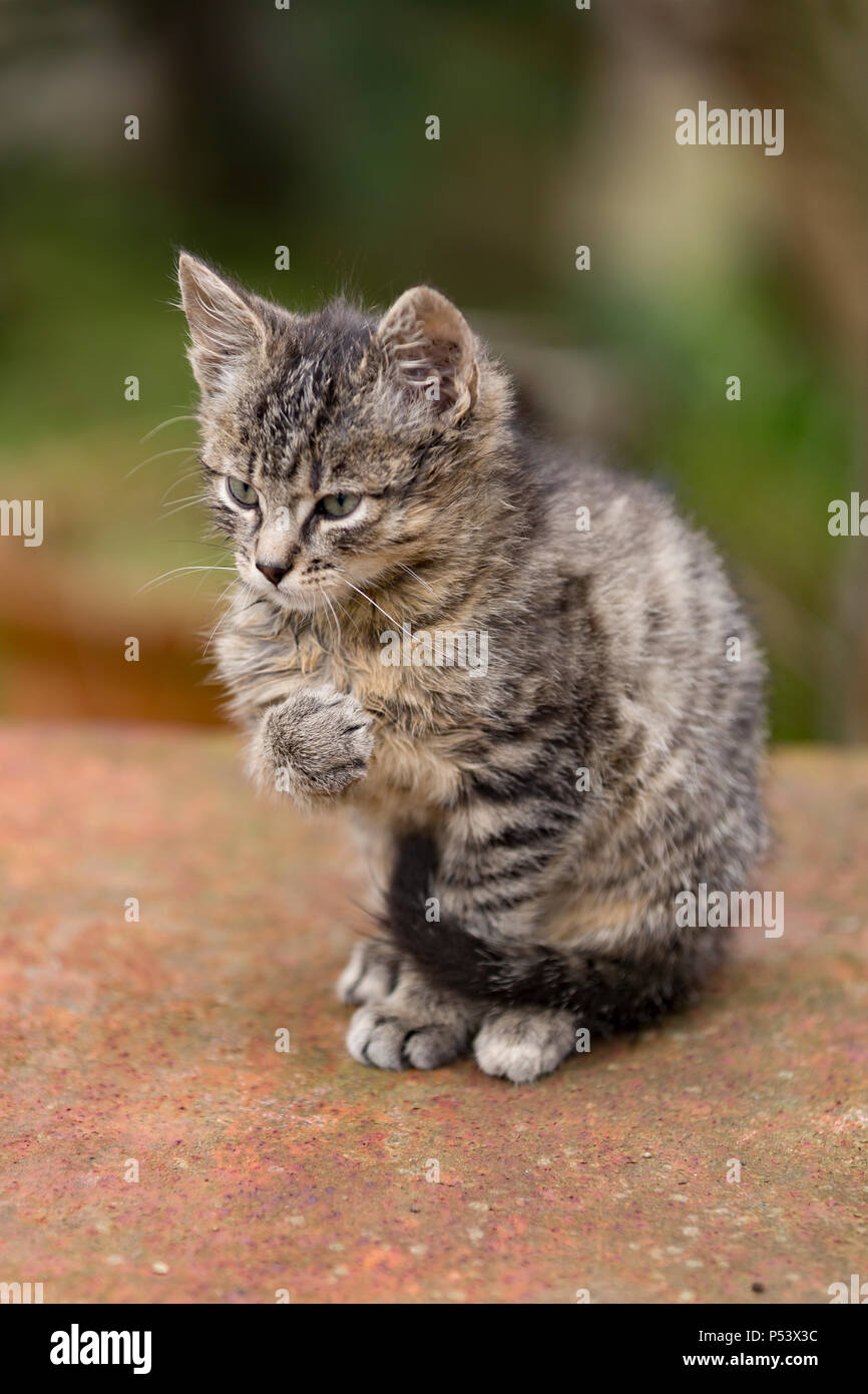 Kittens playing outside in grass hi-res stock photography and images ...