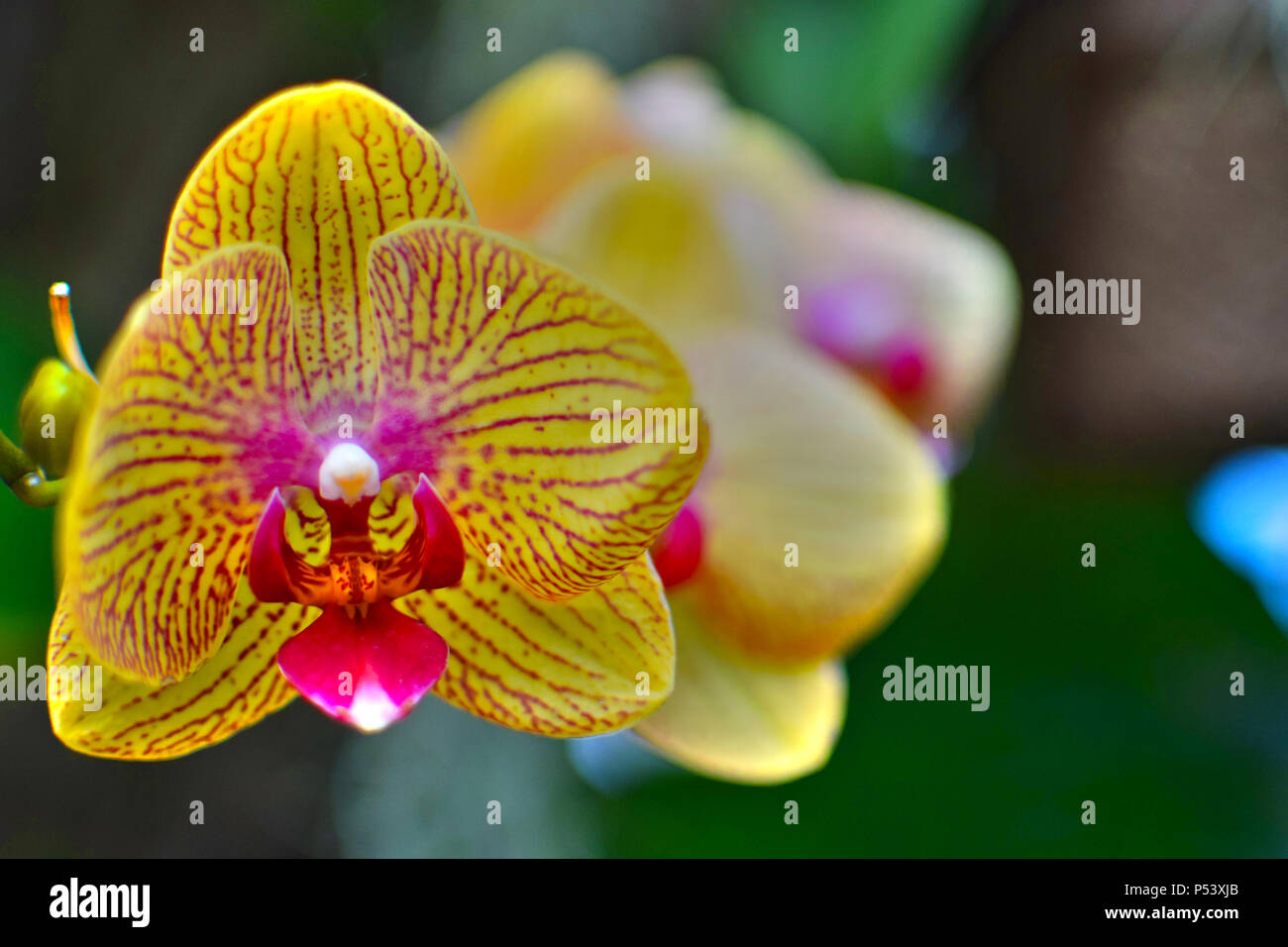 A flower taken at a low depth of field Stock Photo - Alamy