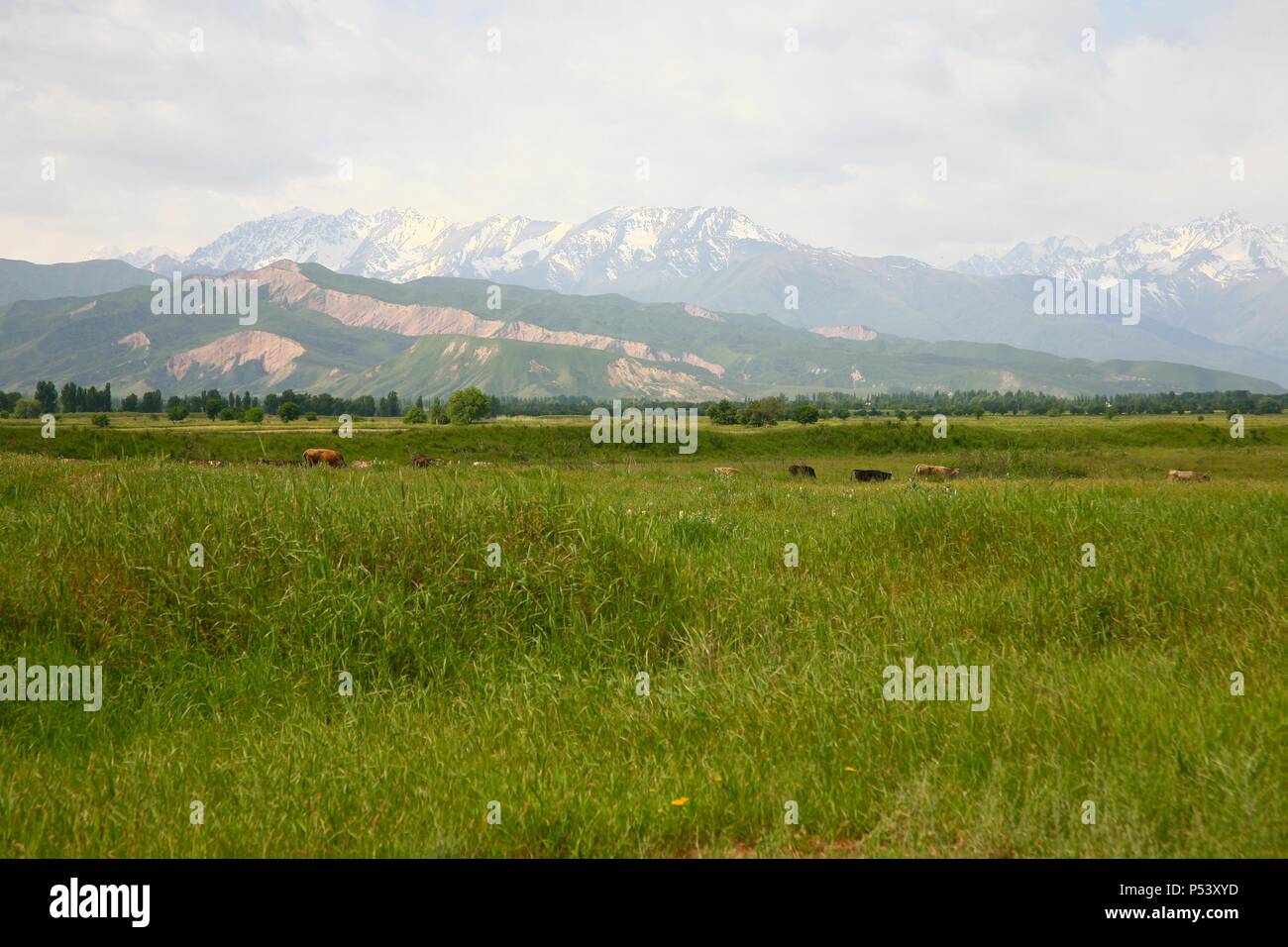 The beautiful scenic in Bishkek with the Tian Shan mountains of ...