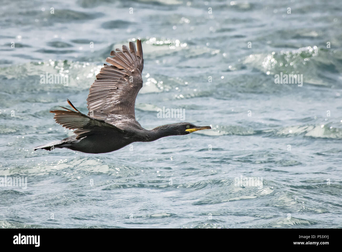 Shag flying across the sea, wings wide open Stock Photo - Alamy