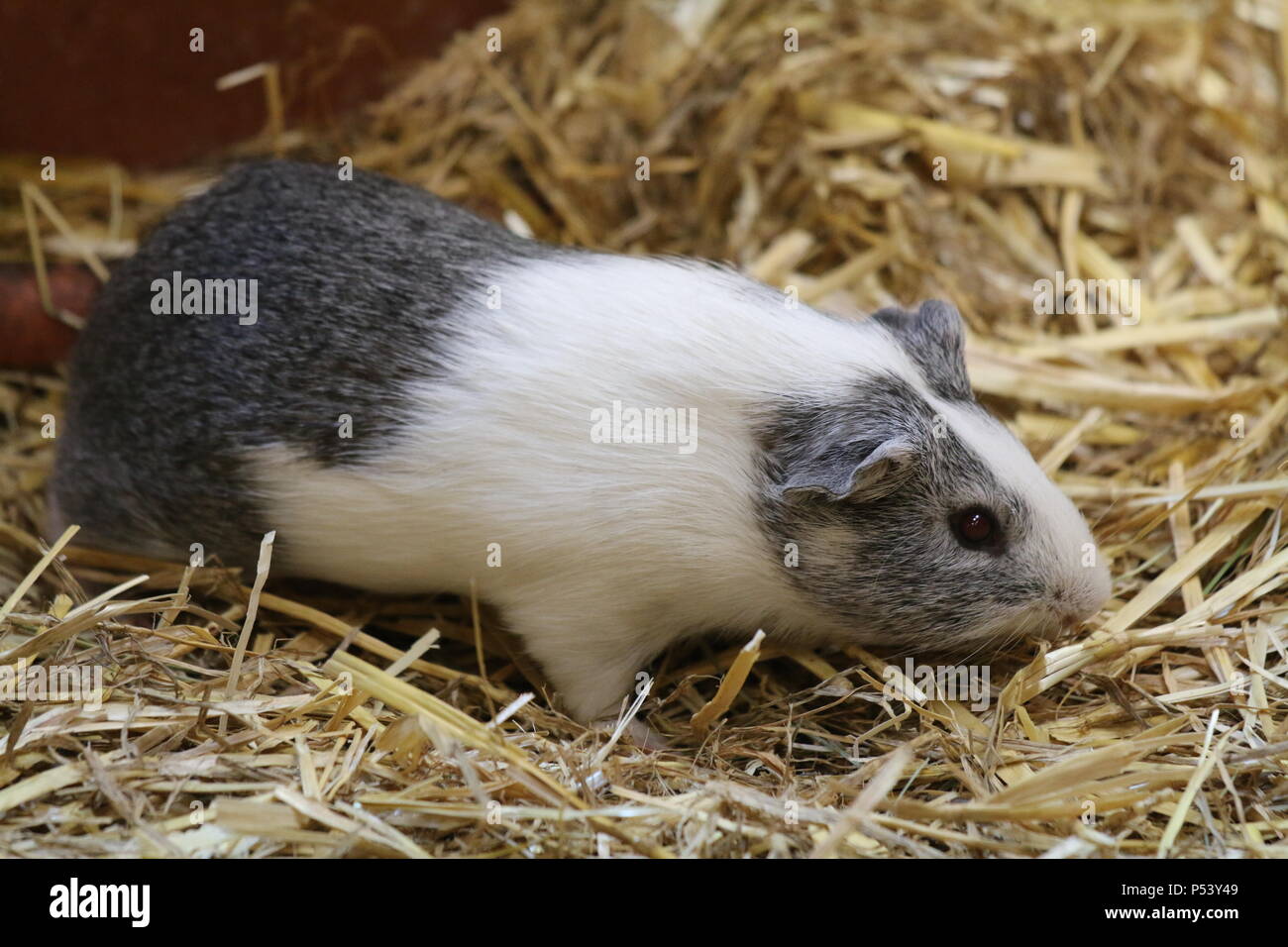 Guinea pig - Cavia porcellus Stock Photo - Alamy