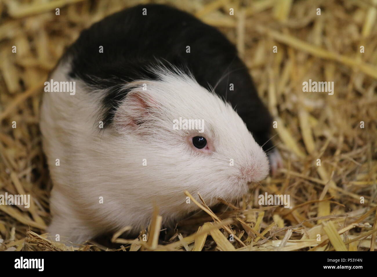 Guinea pig - Cavia porcellus Stock Photo - Alamy