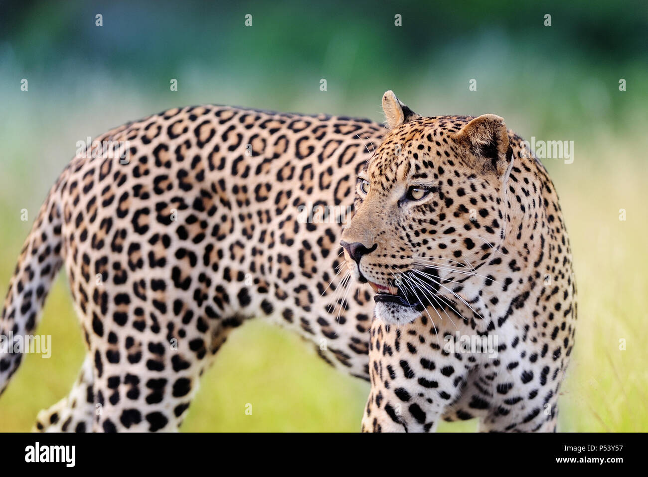 Male leopard in the wilderness Stock Photo - Alamy