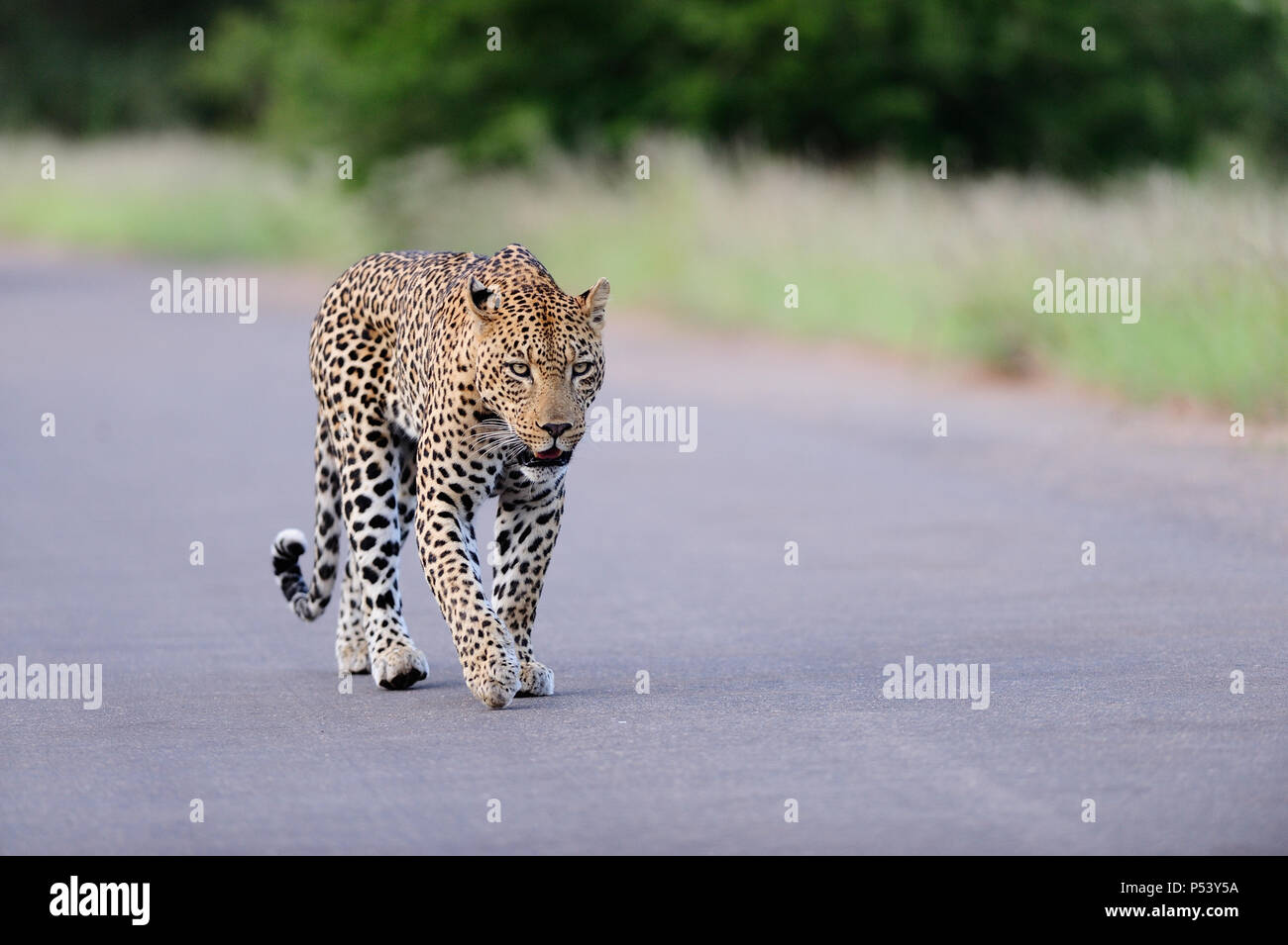 Leopard big male in hi-res stock photography and images - Alamy