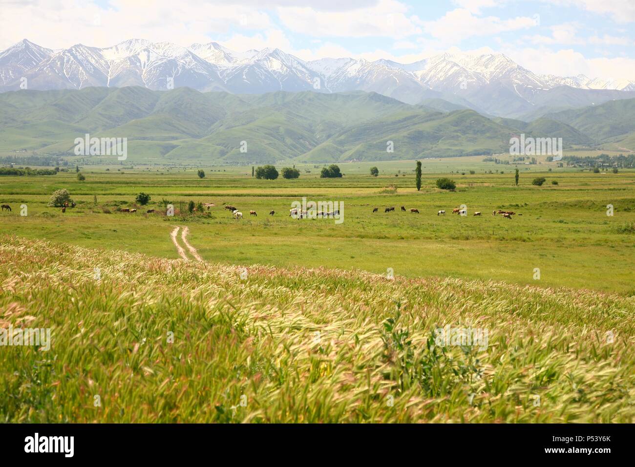 The beautiful scenic in Bishkek with the Tian Shan mountains of ...