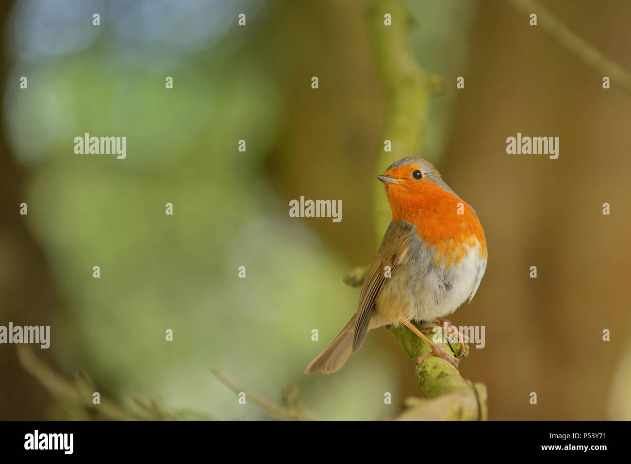 Little robin hi-res stock photography and images - Alamy
