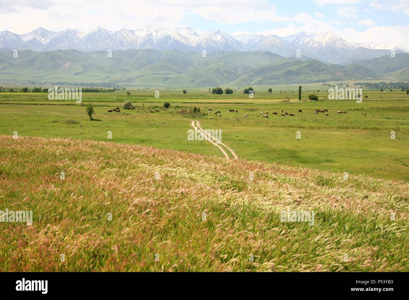 The beautiful scenic in Bishkek with the Tian Shan mountains of ...