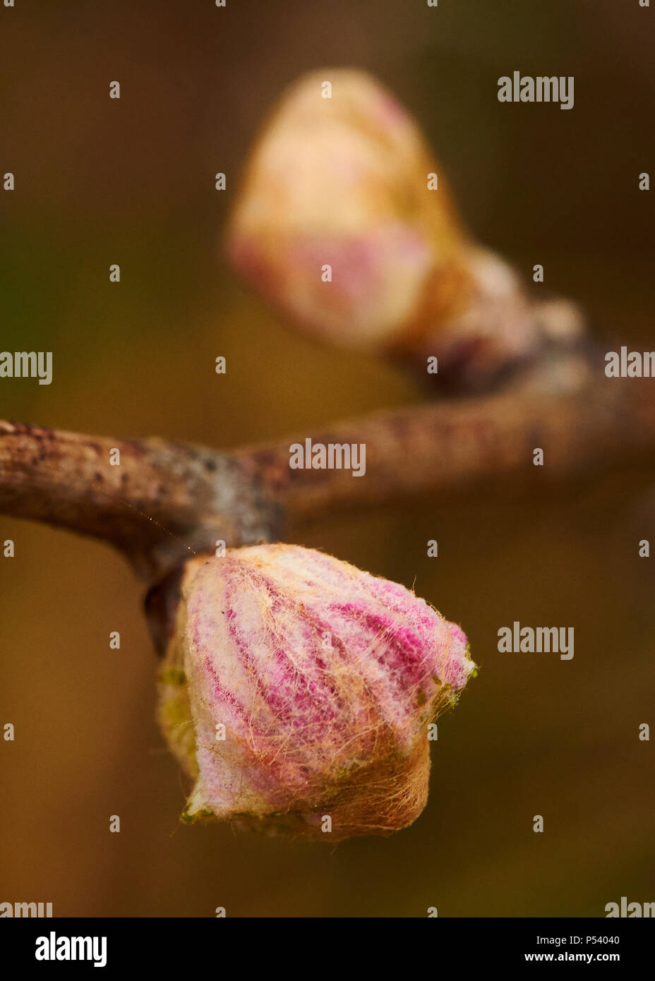 Grapevine bud hi-res stock photography and images - Alamy