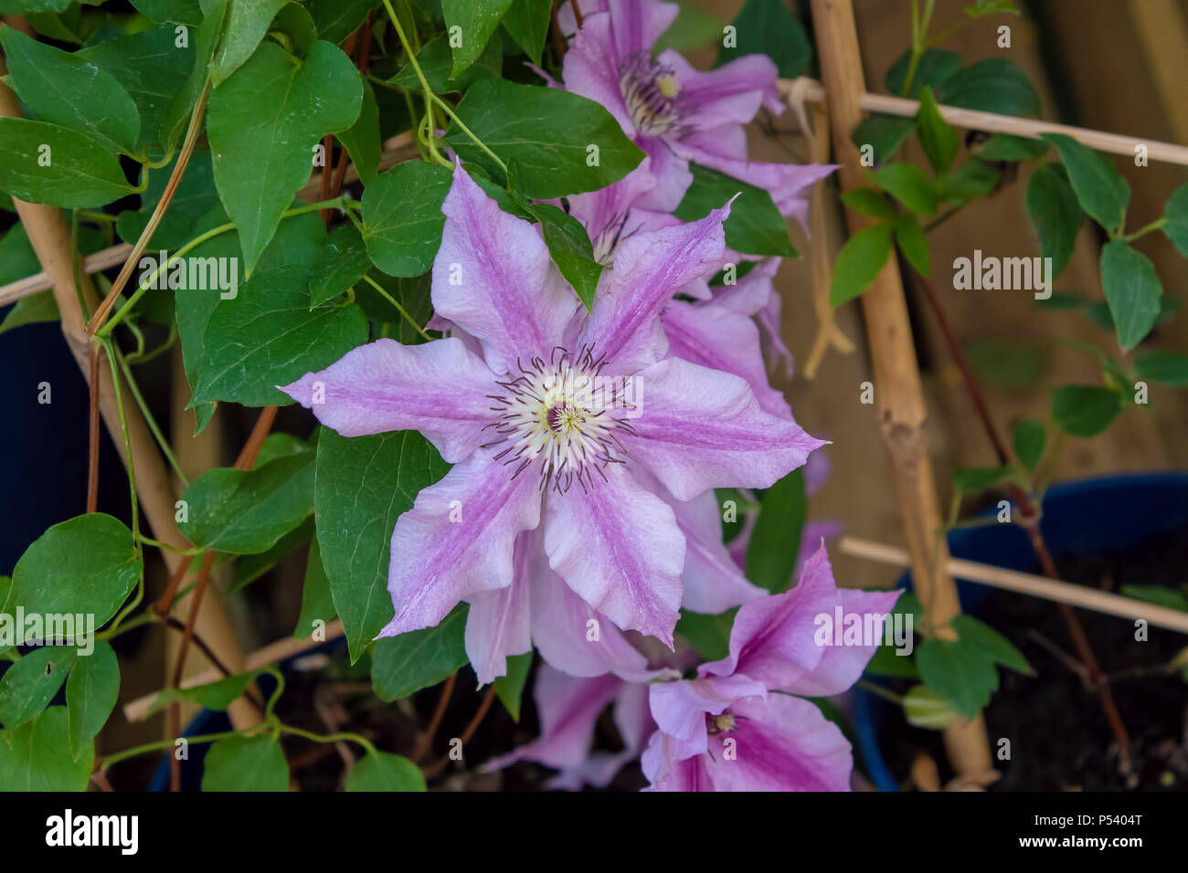 Clematis flower bloom hi-res stock photography and images - Alamy