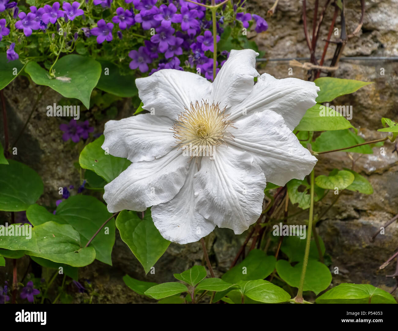 Clematis garden varieties hi-res stock photography and images - Alamy