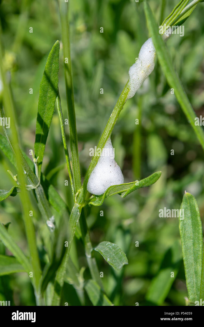 Cuckoo spit on a plant stem, caused by froghopper nymphs (Philaenus ...
