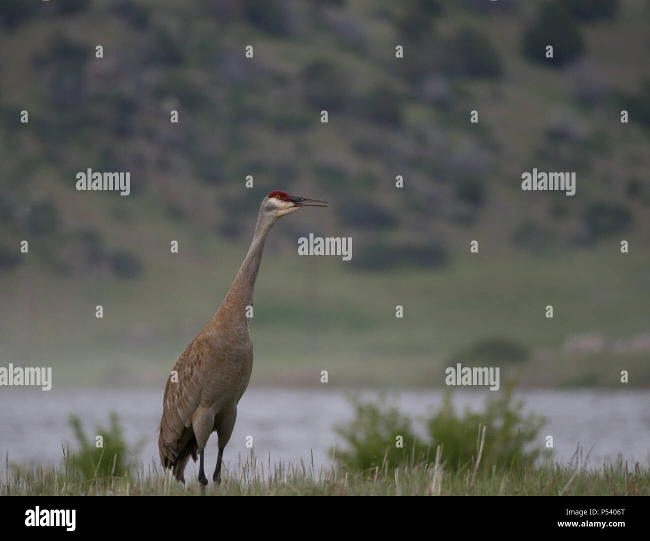A single adult sandhill crane with tan and gray feathers and a crimson ...