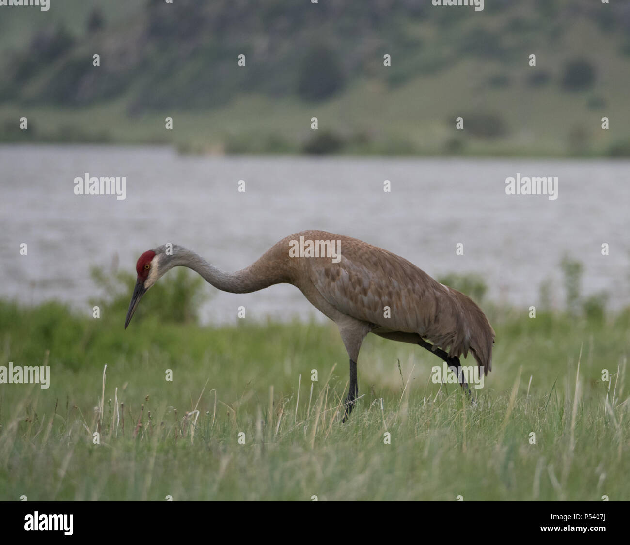 An adult sandhill crane walking through tall grass with a river in the ...