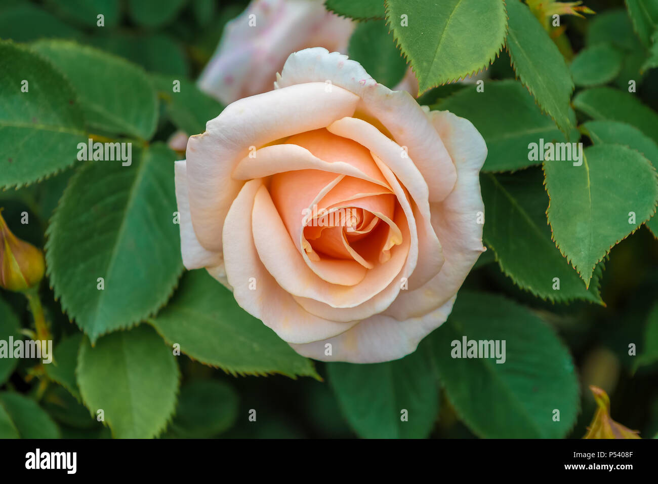 Large pink rose flower bloom Stock Photo - Alamy