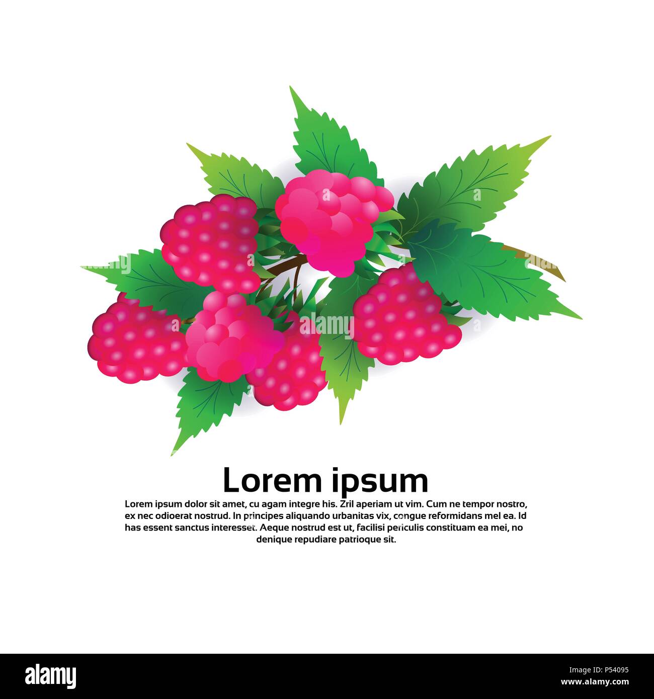 raspberries fruit on white background, healthy lifestyle or diet ...