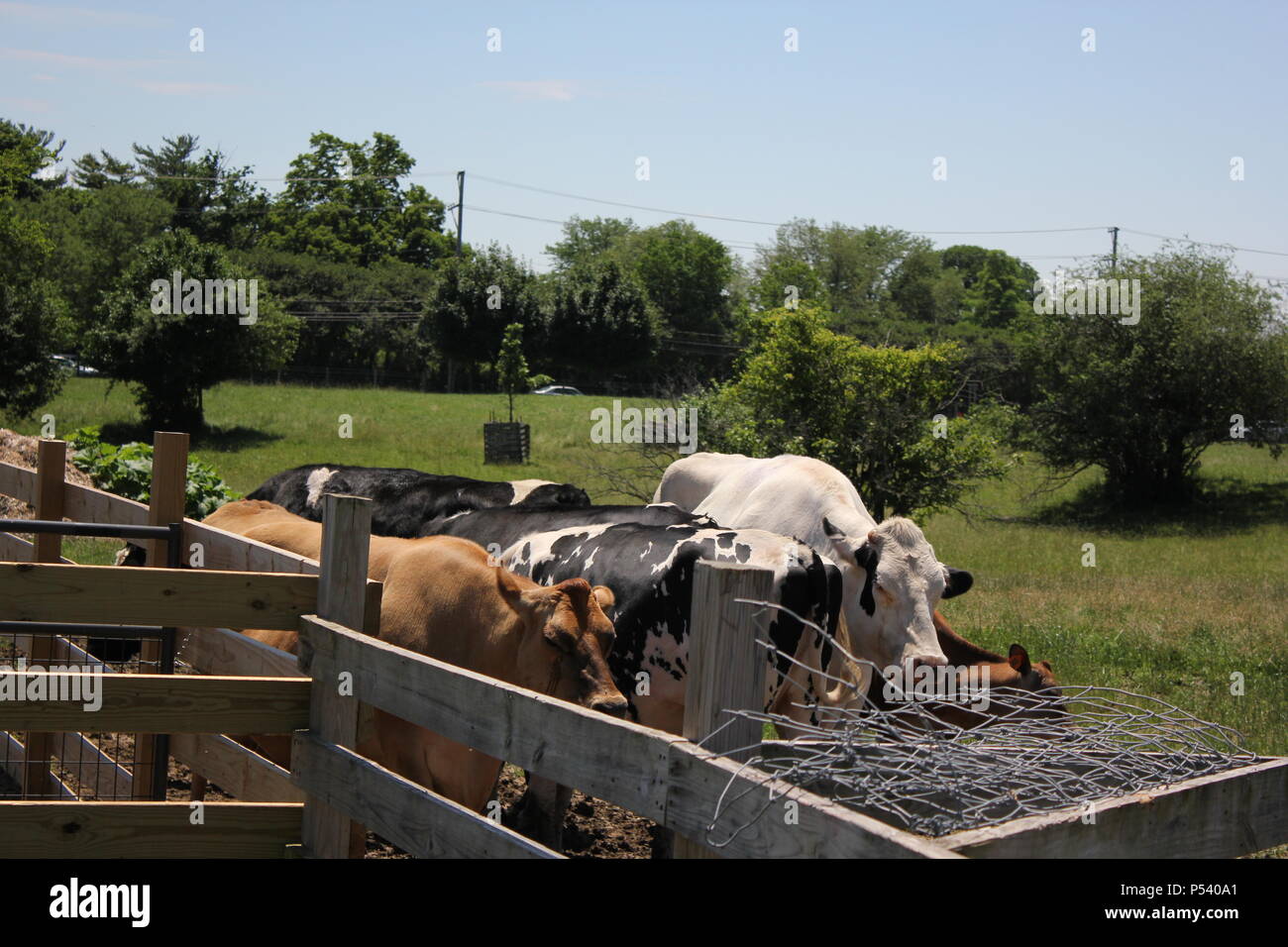 Summer scene of friendly cows and bovines Stock Photo - Alamy